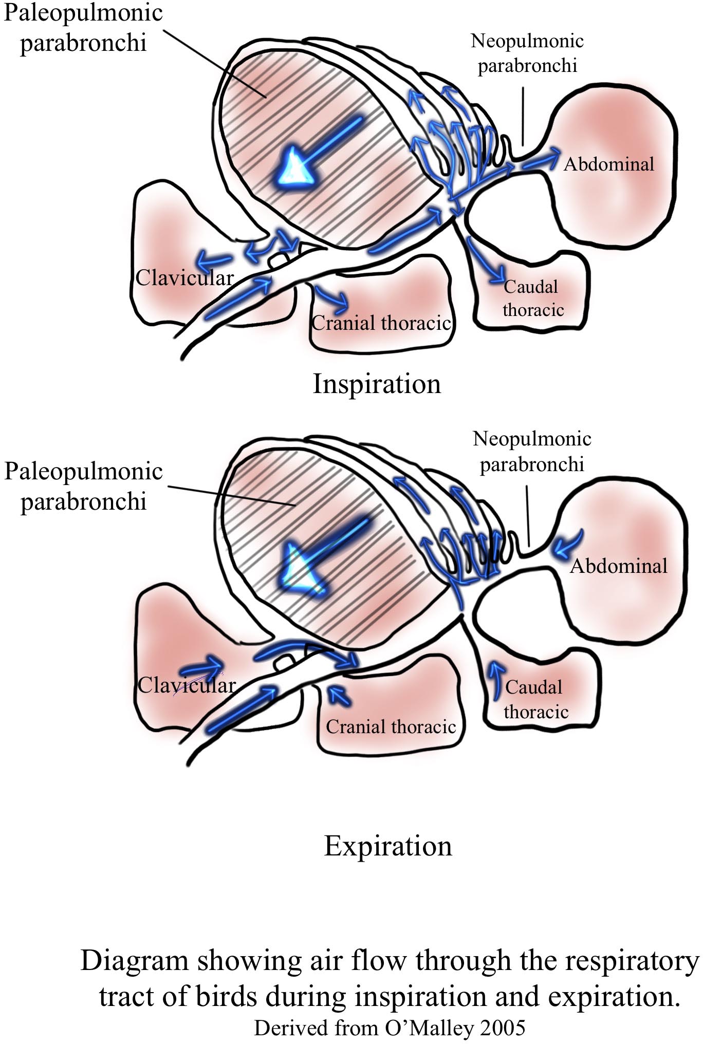 Avian Respiratory System | Bird Respiratory Anatomy & Airflow