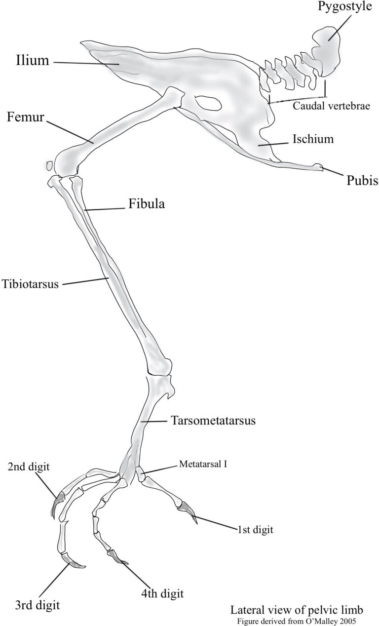 Basics of Musculoskeletal Anatomy in Birds – Veterinary Kinetics Rehab