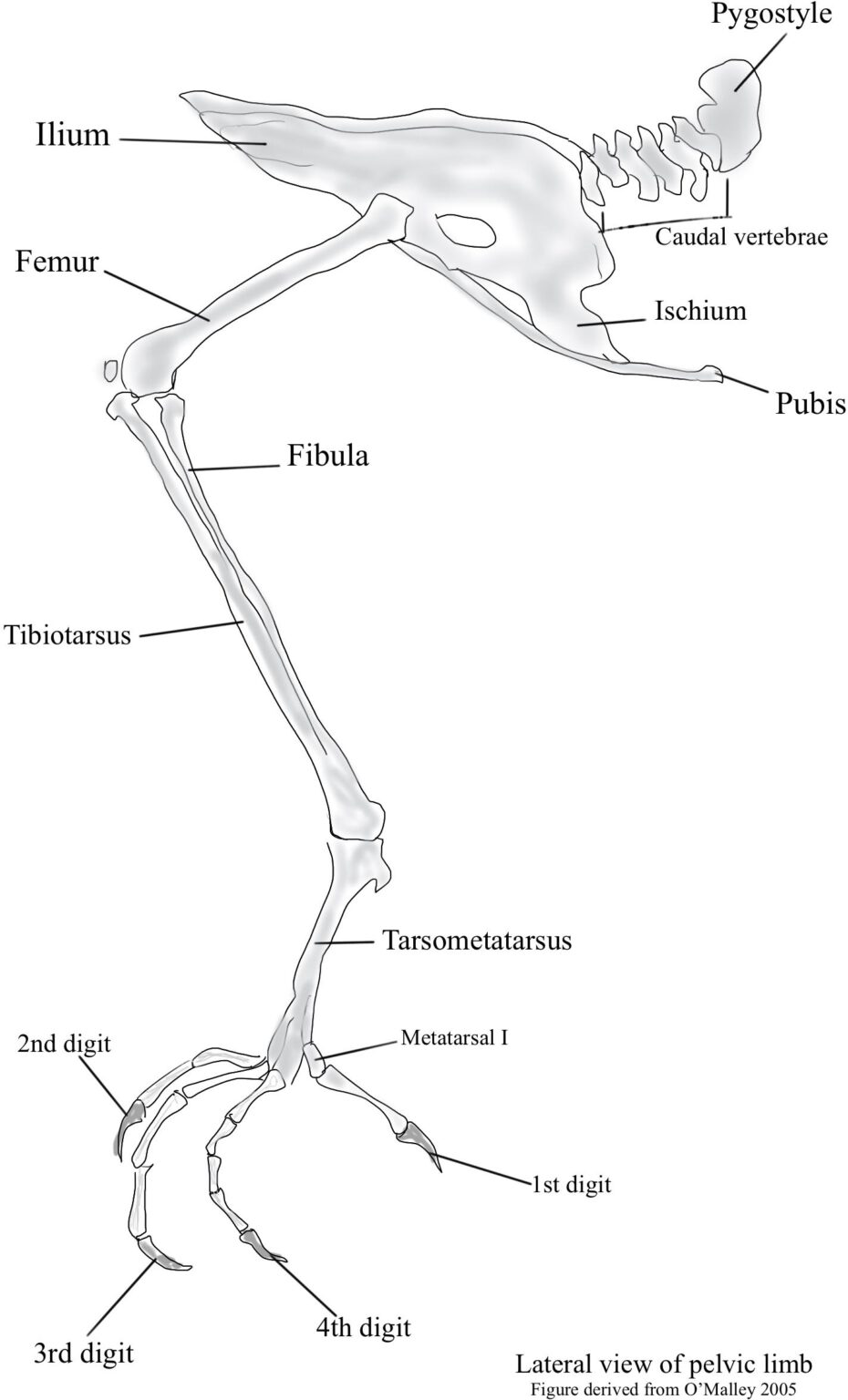 Basics of Musculoskeletal Anatomy in Birds – Veterinary Kinetics Rehab