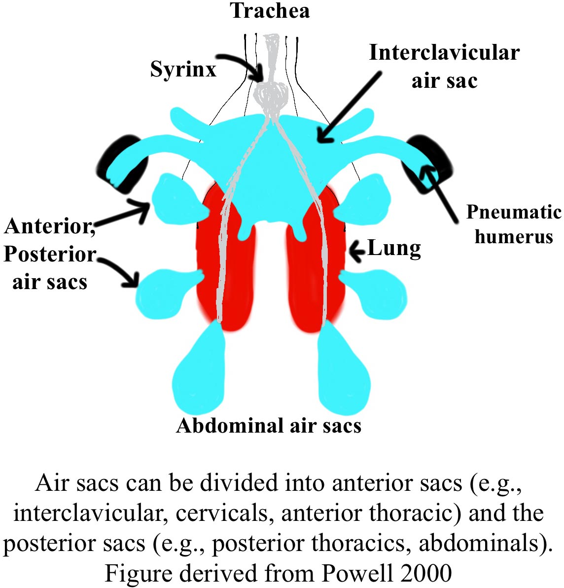 Avian Respiratory System | Bird Respiratory Anatomy & Airflow