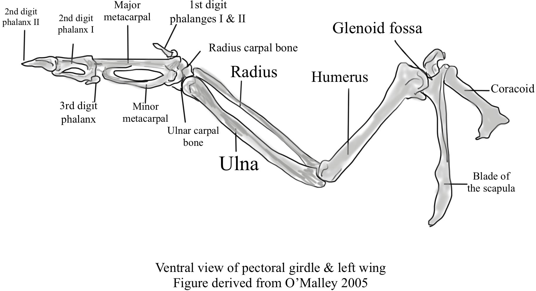 Basics of Musculoskeletal Anatomy in Birds – Veterinary Kinetics Rehab