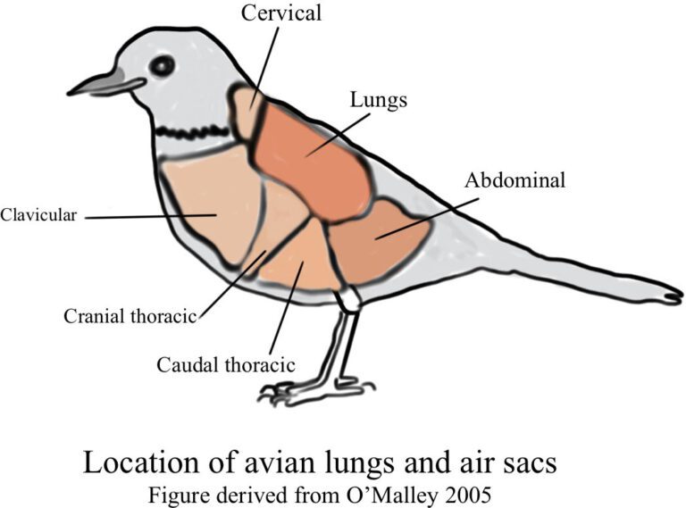 Avian Respiratory System | Bird Respiratory Anatomy & Airflow
