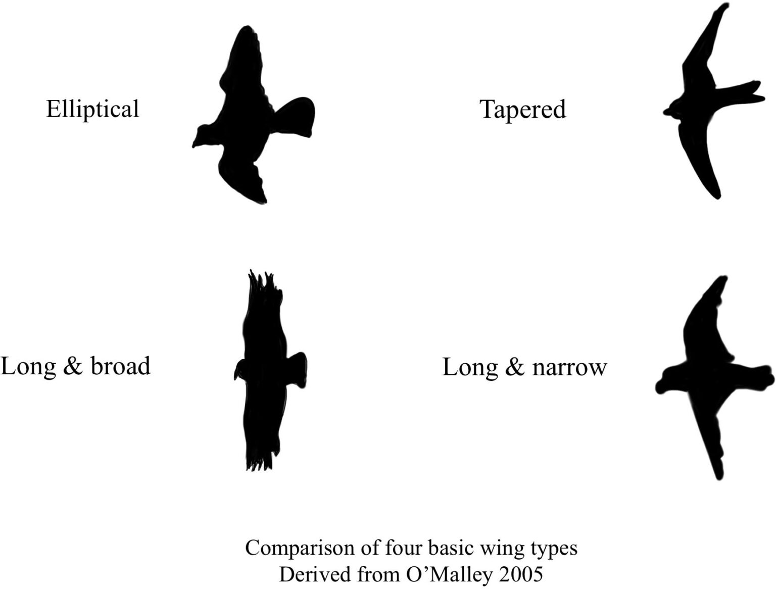 Basics of Musculoskeletal Anatomy in Birds – Veterinary Kinetics Rehab