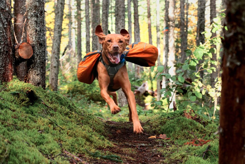 Musculoskeletal Conditioning for Performance Dogs | Veterinary Insights